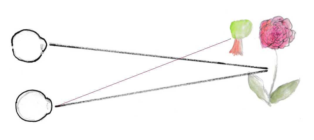 Behavioral optometry - Chiasma Augenschule