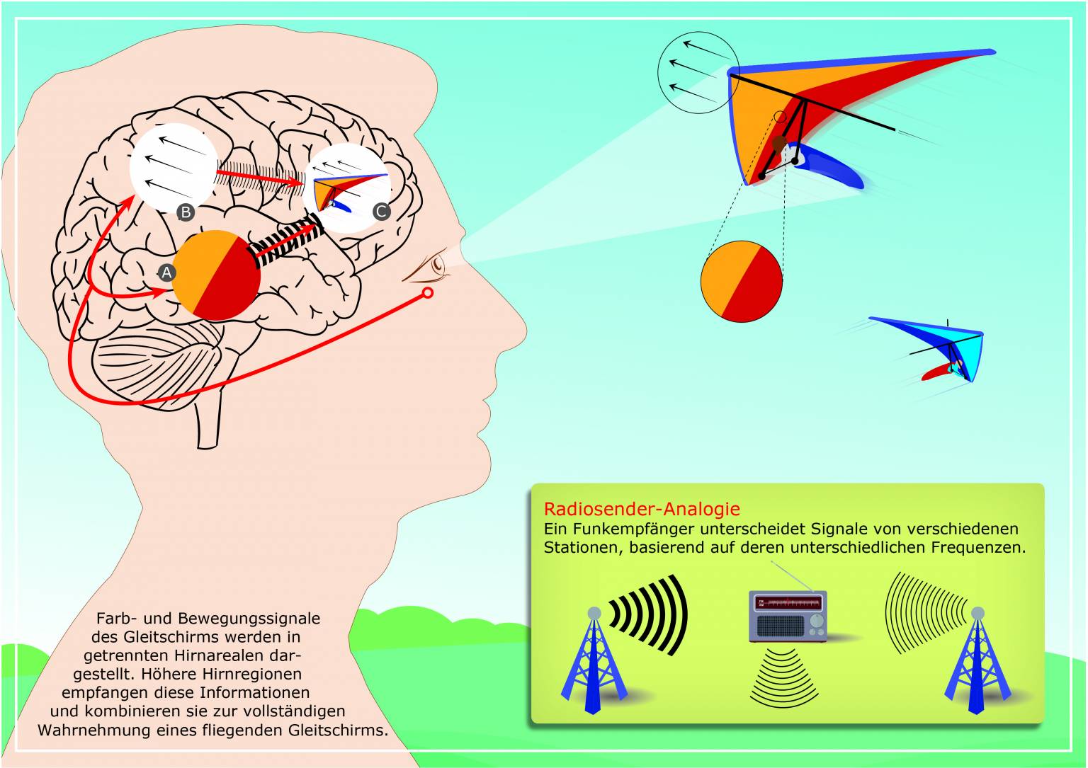 Behavioral optometry - Chiasma Augenschule